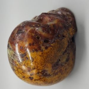 Holiday | Creepy Ocean Jasper Skull | Poshmark